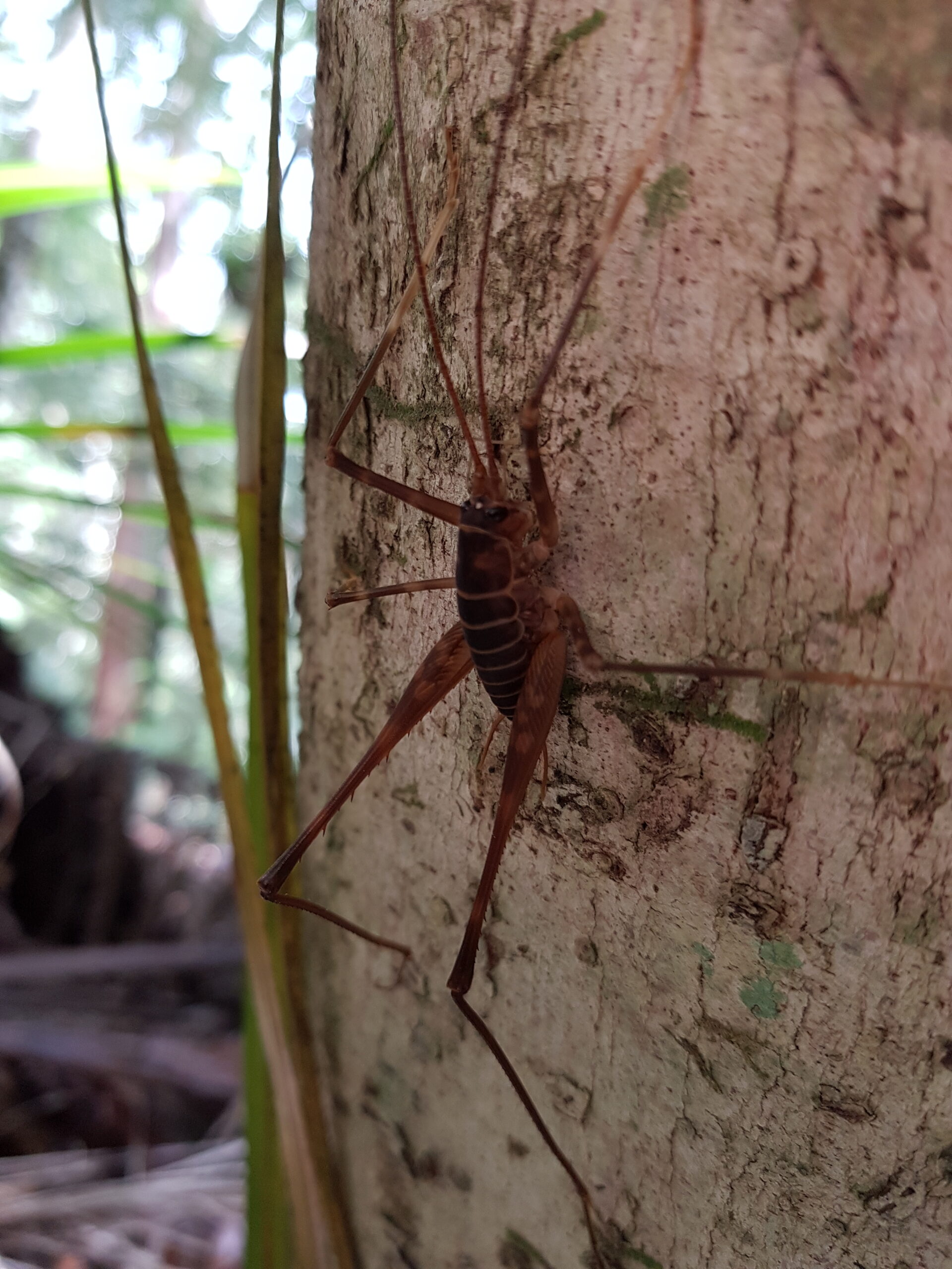 Pukenui Western Hills Forest Trust – PRESERVING NATIVE FOREST AND ...